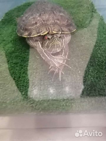 Красноухая черепаха с аквариумом
