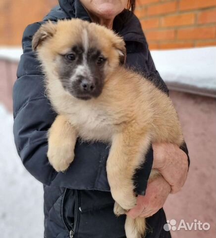 Щенок в добрые руки