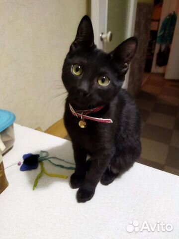 Котенок мальчик в поиске семьи и дома