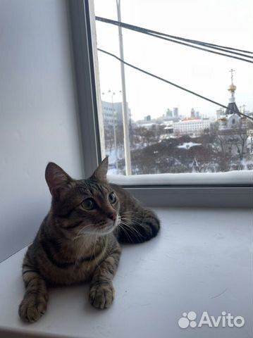 Кошка