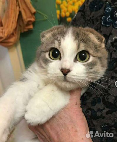 Котёнок вислоухий девочка Элис