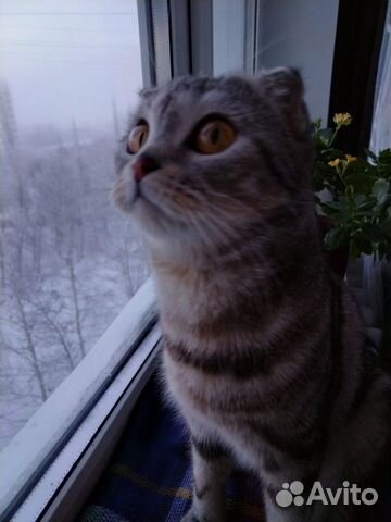 Кошечка вислоухая шотланка