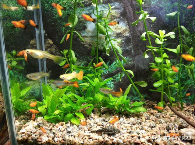 Аквариумные рыбки гуппи, пецилии