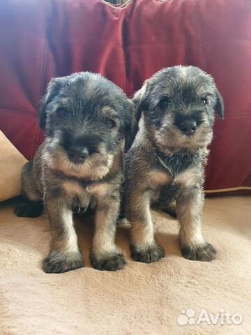 Щенки миттельшнауцера