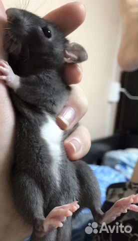 2 крыски и клетка