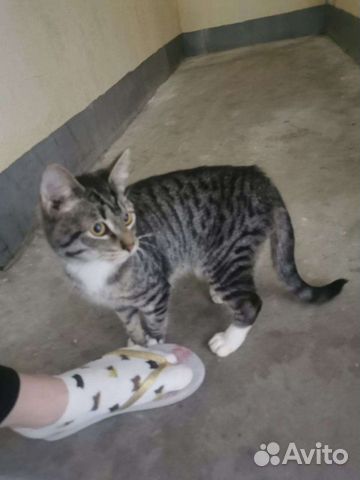 Котики бесплатно