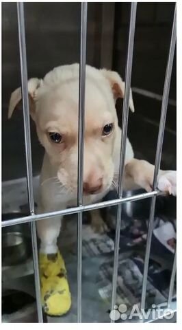 Малыш в добрые руки