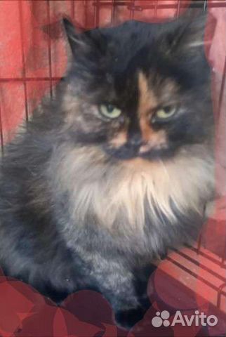 Полуперс кошка