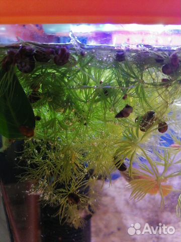 Продаю улиток