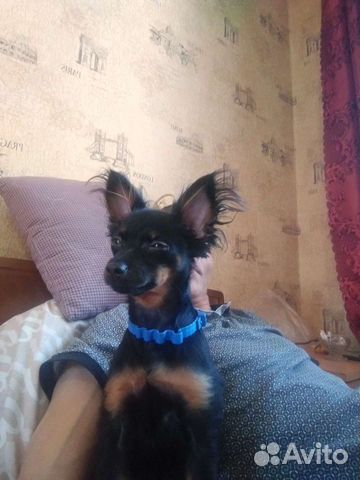 Породам девочку русский тойтерер принцесса
