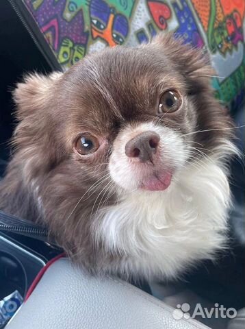 Пёс Майкл ищет хозяина. Отдадим в хорошие руки