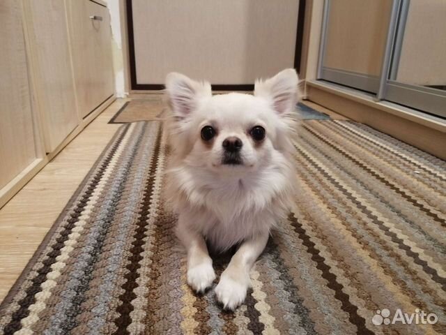 Кобель чихуахуа приглашает на вязку, РКФ