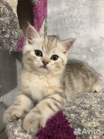 Продам шотландского котенка