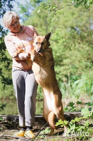 Собака-загадка Сиена