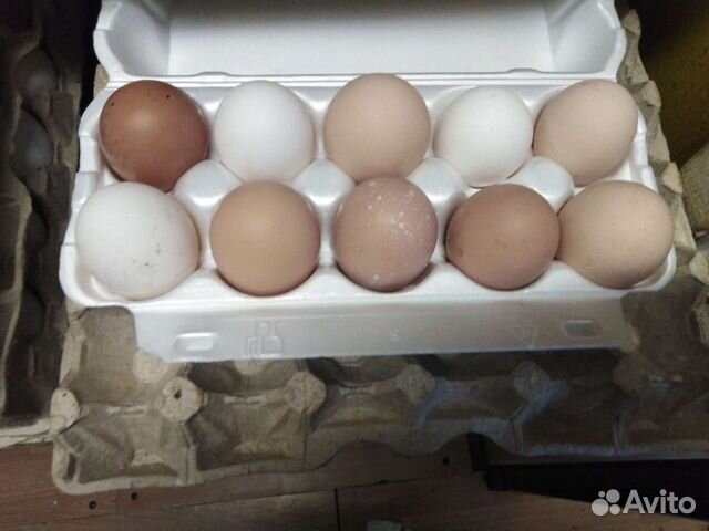 Инкубационное яйцо