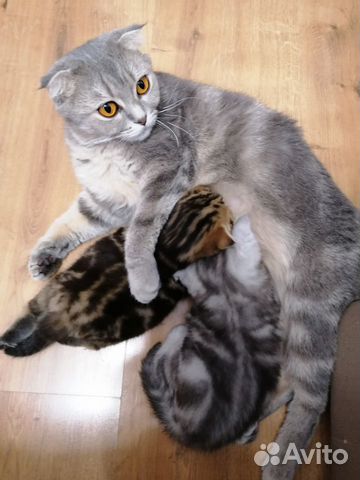 Шотландские котята