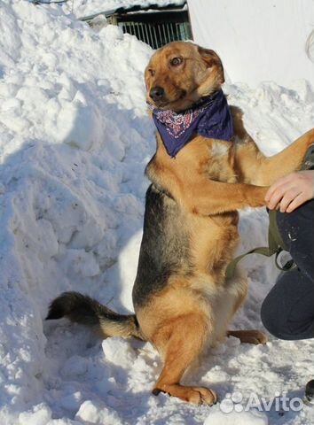 Баффи ищет дом, друг найдись