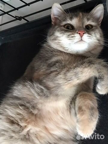 Кошечка Варюша 6 мес