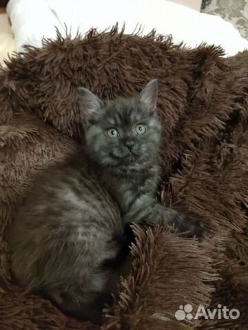 Шотландская кошечка