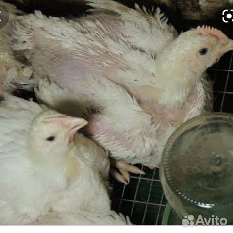 Цыплята бройлеры кобб 500 подрощеные