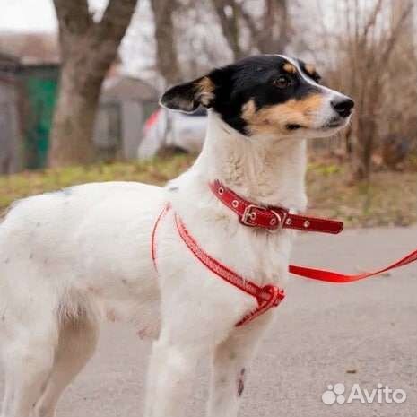 Ищу передержку собаки