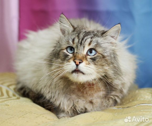 Шикарный кот Пушок