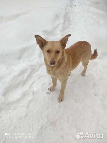 Щенки в добрые руки