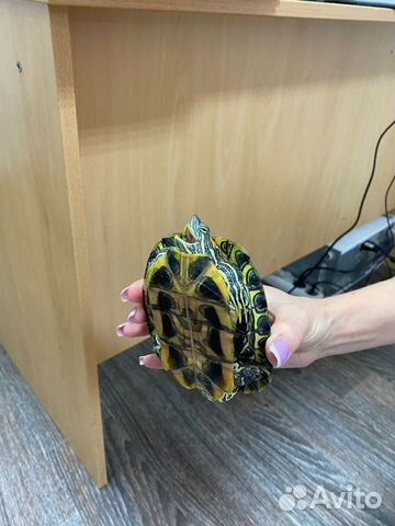 Отдам бесплатно