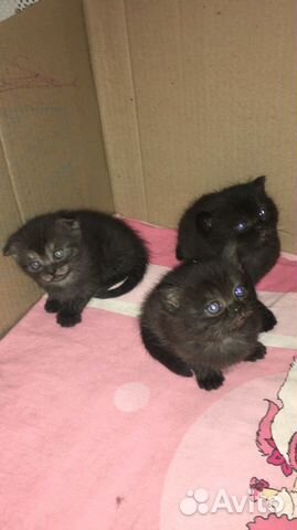 Шотландские котята