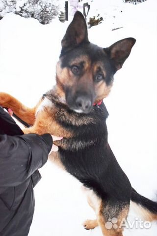 Собака мальчик Байкал 1,5 года