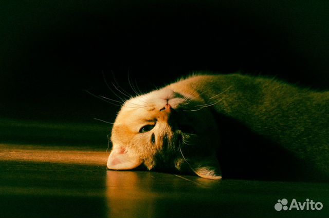 Кот на вязку