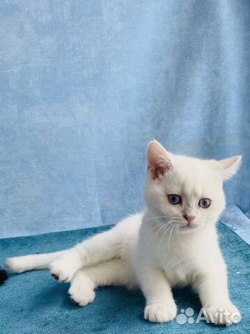 Британский котик. Шиншилла пойнт