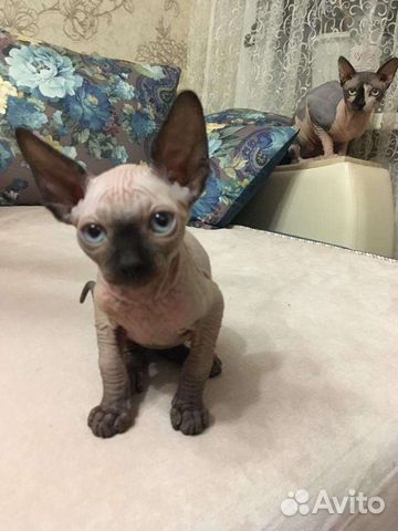 Канадский сфинкс котенок