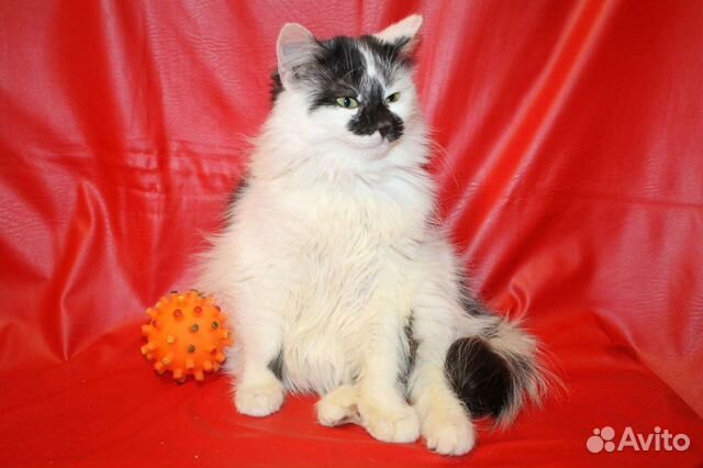 Котик 5 м