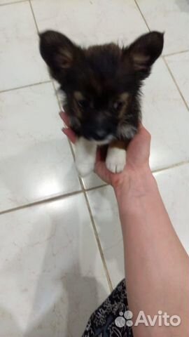 Той-терьер и чихуахуа