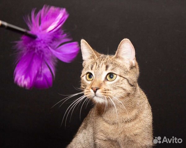 Нина. Тигрица, спортсменка и просто красавица