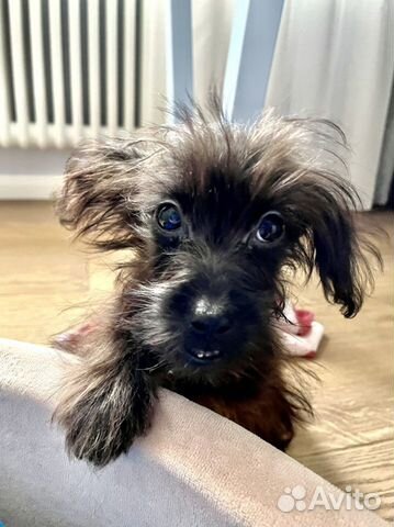 Микро пес в добрые руки