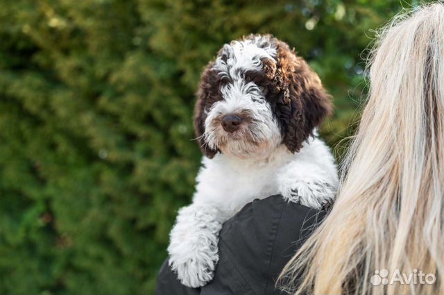 Бело-коричневые щенки испанской водяной собаки