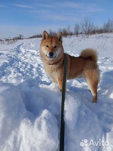 Шиба сиба ину