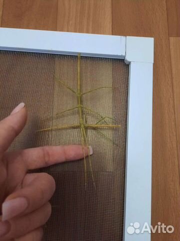 Анамский палочник