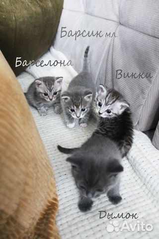 Котята в добрые, хорошие руки