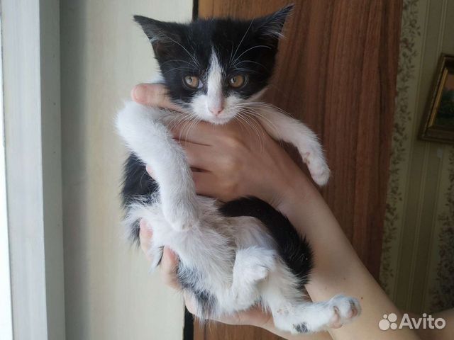 Двухмесячная черно белая девочка ищет дом котенок