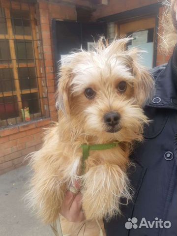 Мальчик йорк