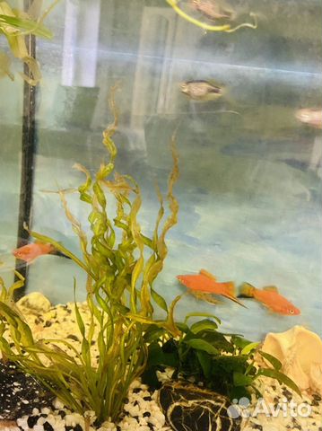 Рыба меченосец