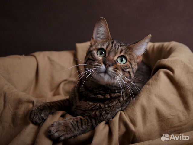 Бенгальская кошка в добрые руки