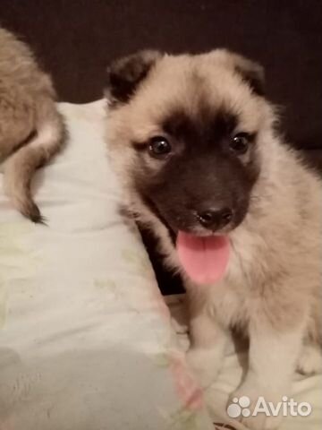 Кавказская овчарка+ шарпланинская овчарка продажа