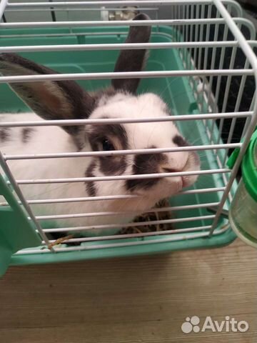 Продам с клеткой кролика, шиншилу,белку дегу