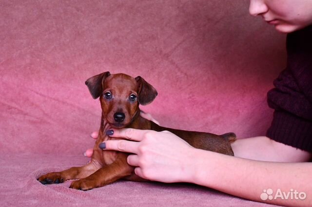 Красный жгучий перчик