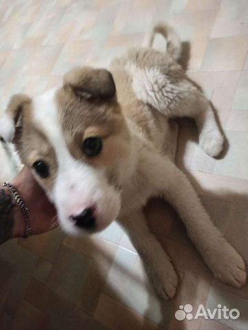 Собаки щенки азиатка