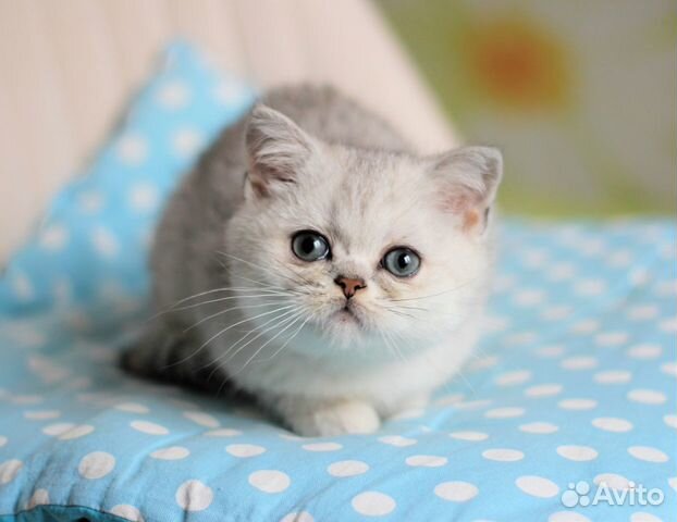 Барни серебристая шиншилла